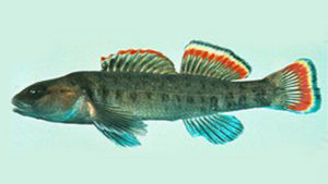 Education & Conservation – Upper Etowah River Alliance